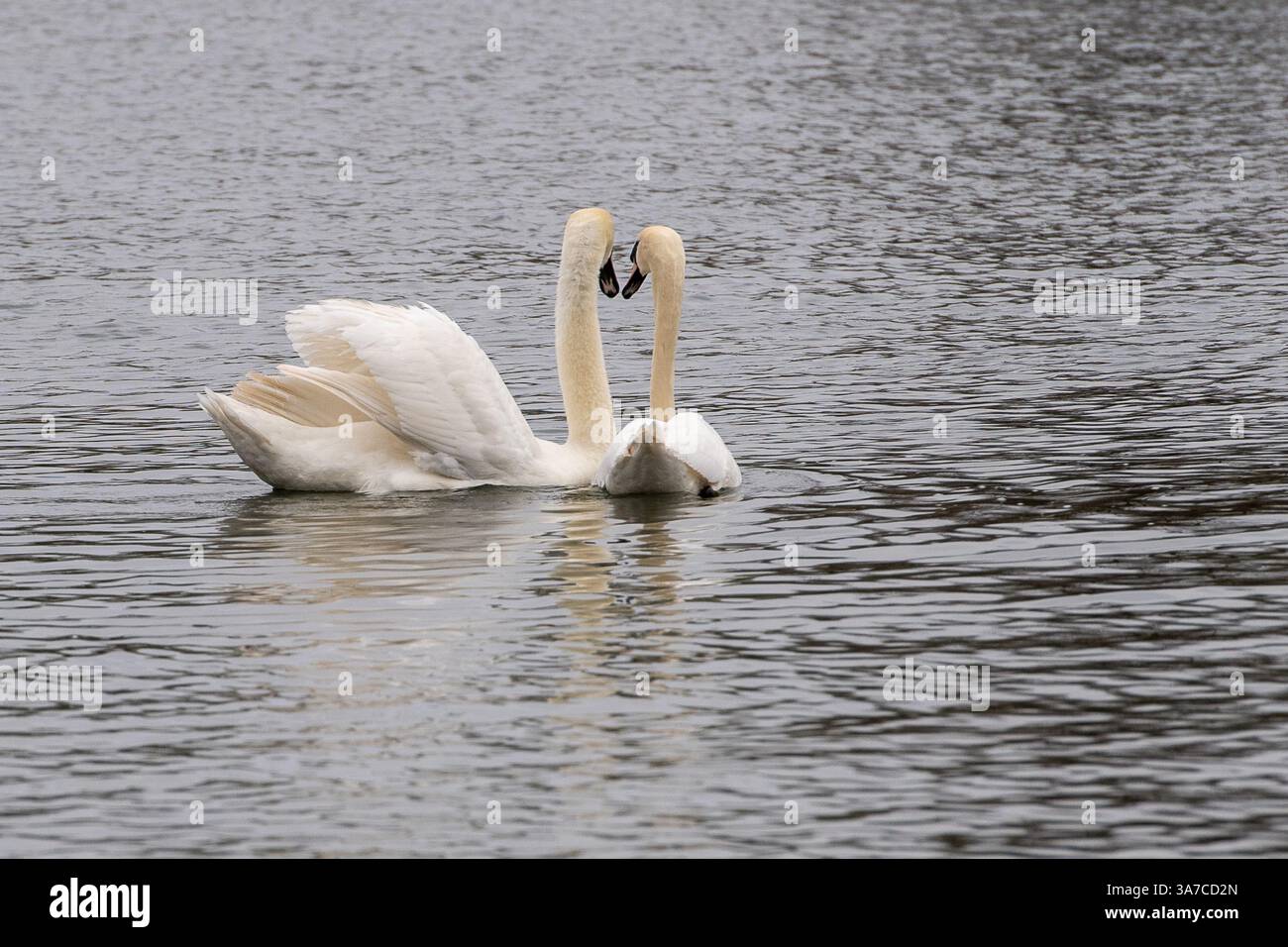 Windsor, UK. 27th March, 2025. A pair of mute swans necking on the ...