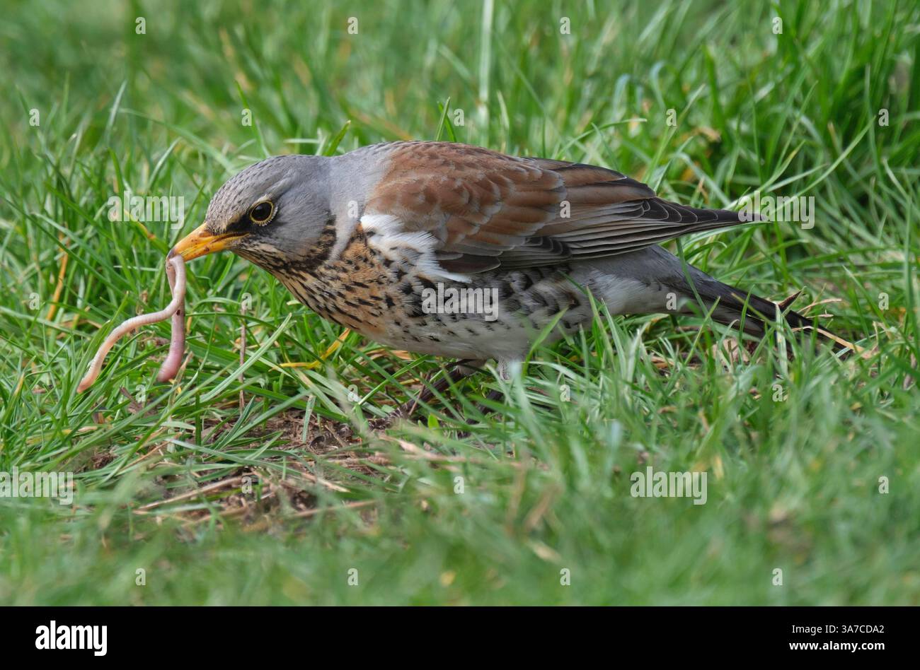 Vogelart Mit C