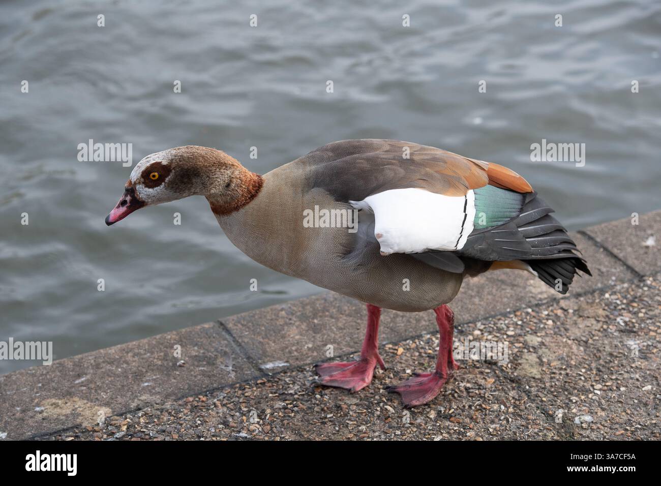 Windsor, UK. 27th March, 2025. A Egyptian goose next to the River ...