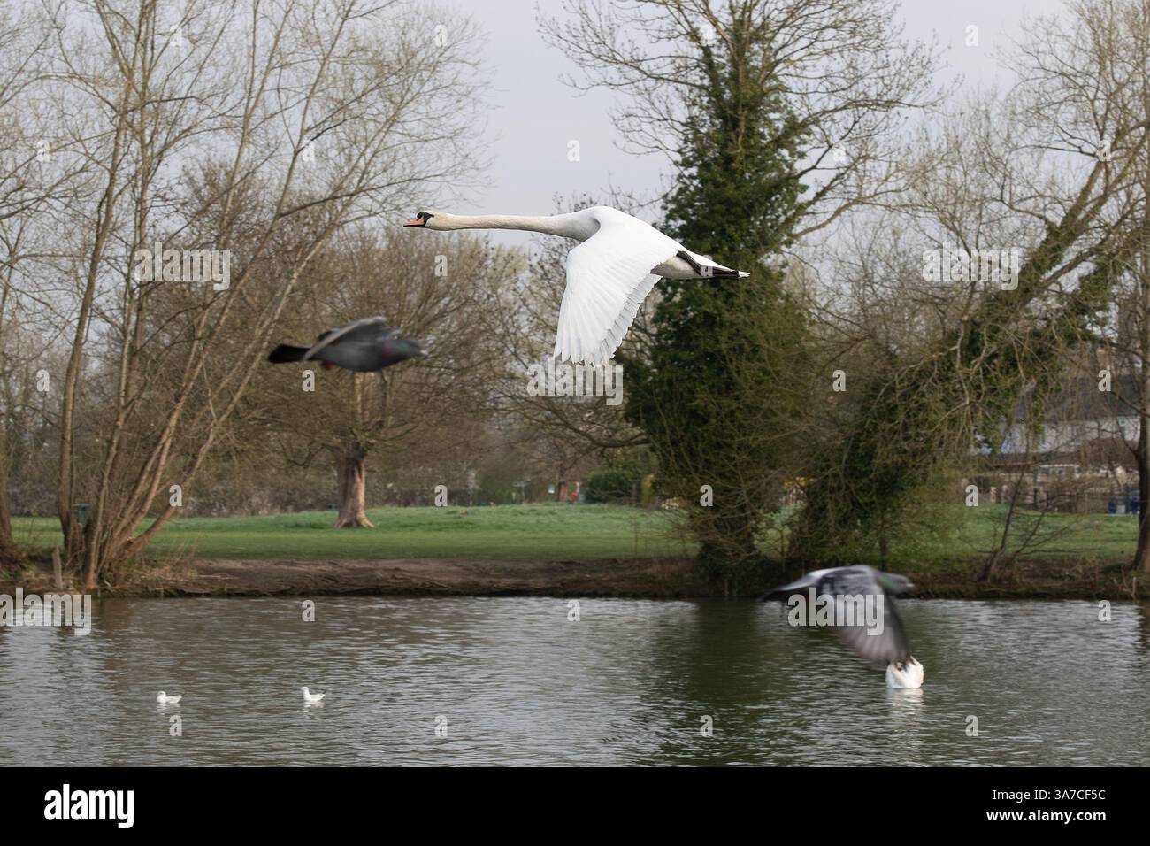 Windsor, UK. 27th March, 2025. A mute swan flies above the River Thames in Windsor, Berkshire ...