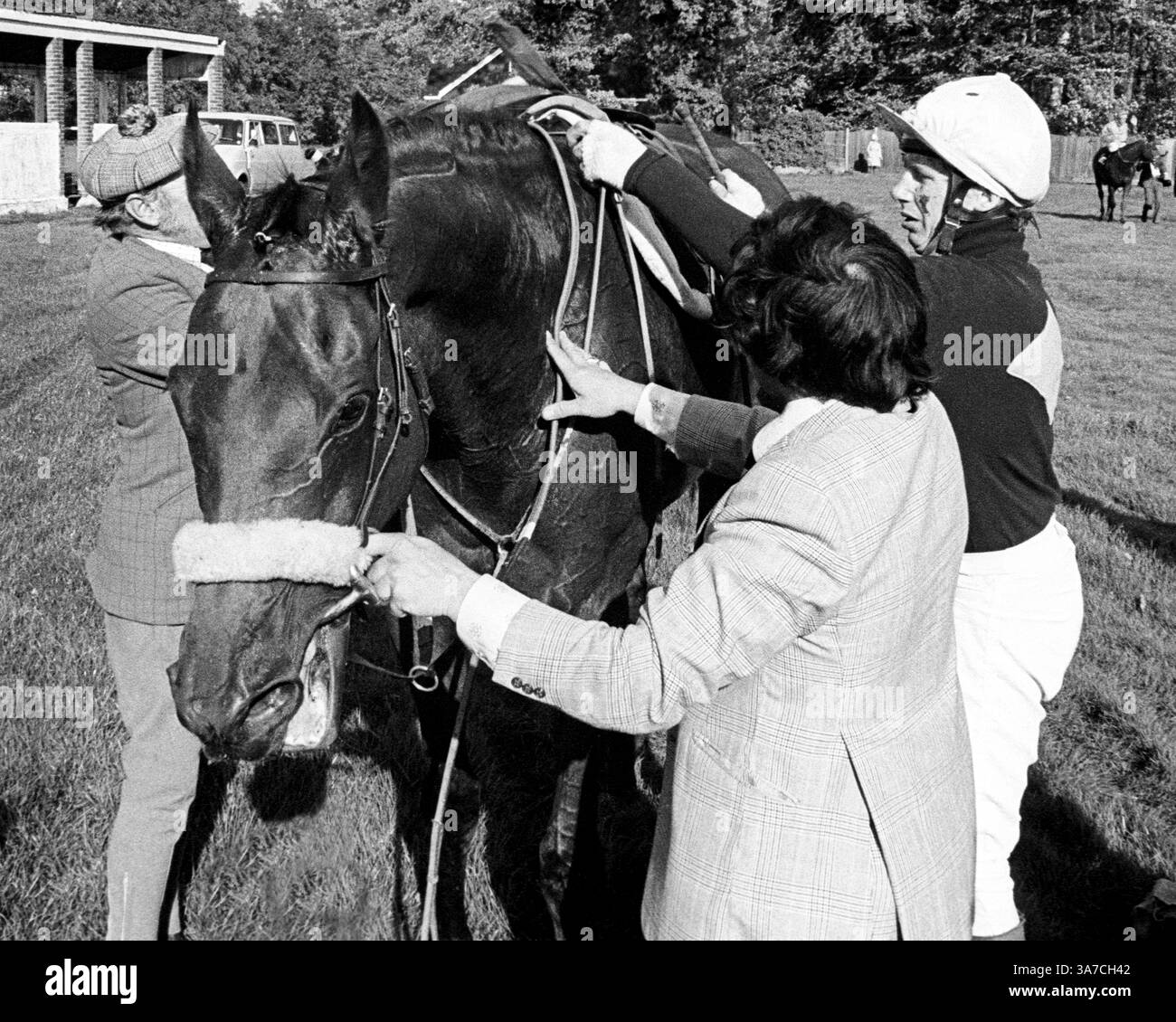 Red Rum on his Summer holiday in a Lancashire field Stock Photo - Alamy
