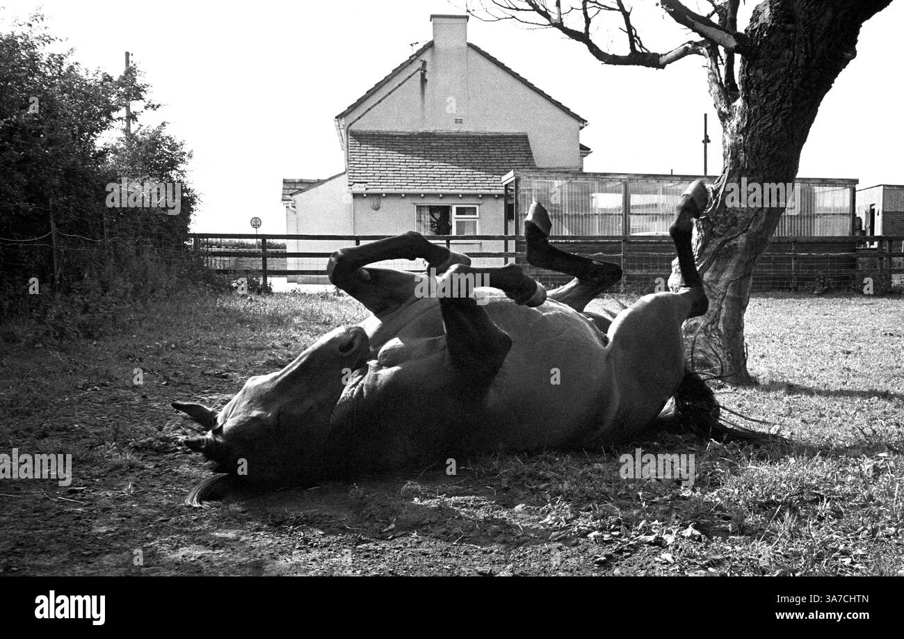Red Rum on his Summer holiday in a Lancashire field Stock Photo - Alamy