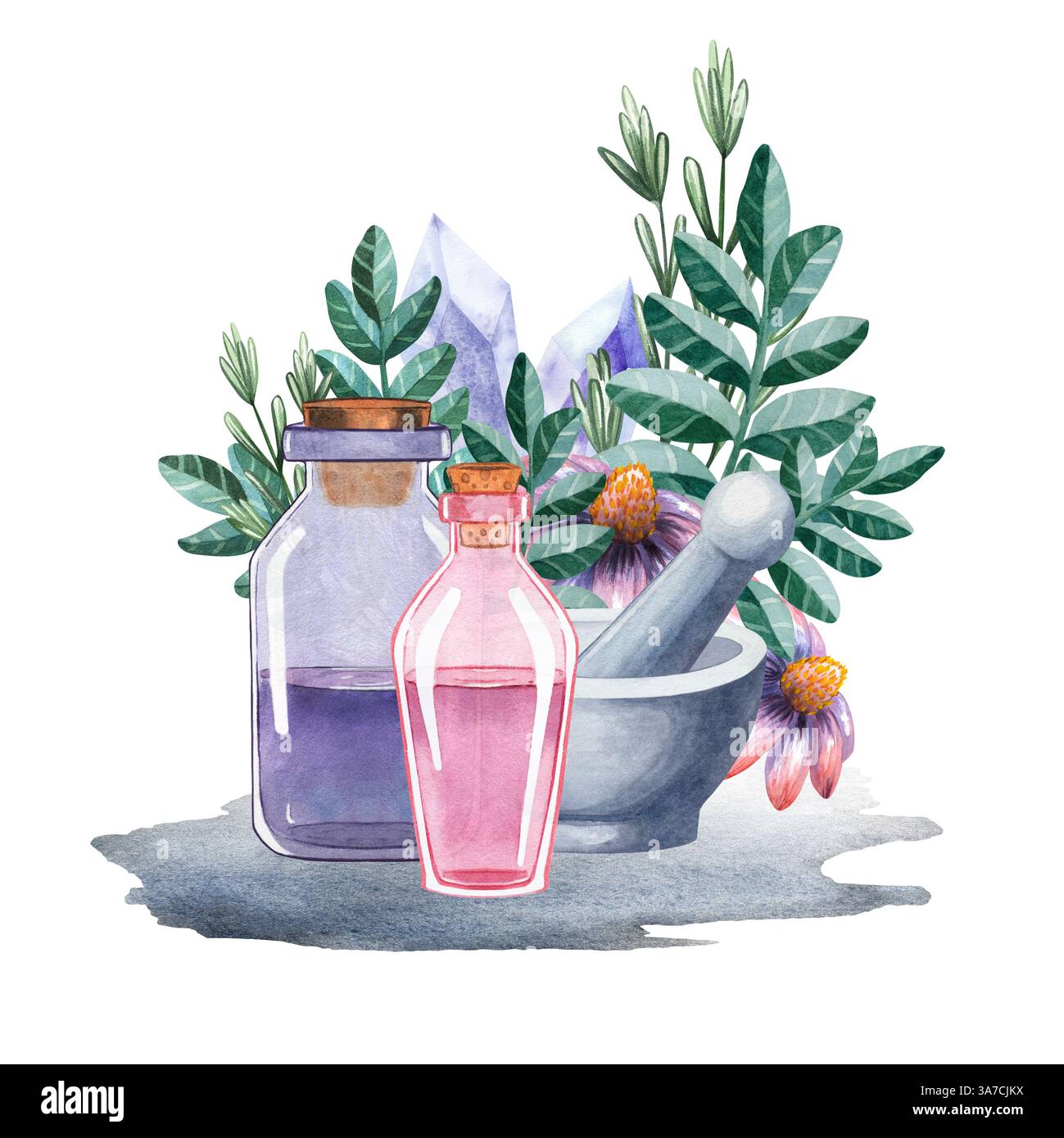 Herbology, flowers, rose, calendula, echinacea, rosemary, leaves ...
