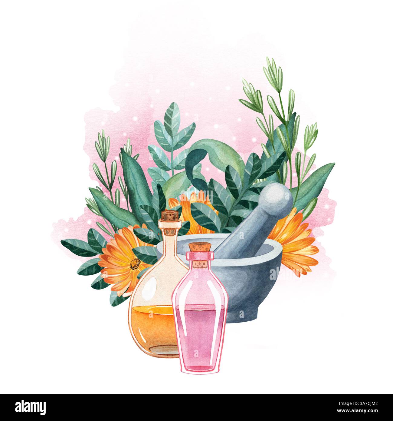 Herbology, flowers, rose, calendula, echinacea, rosemary, leaves ...
