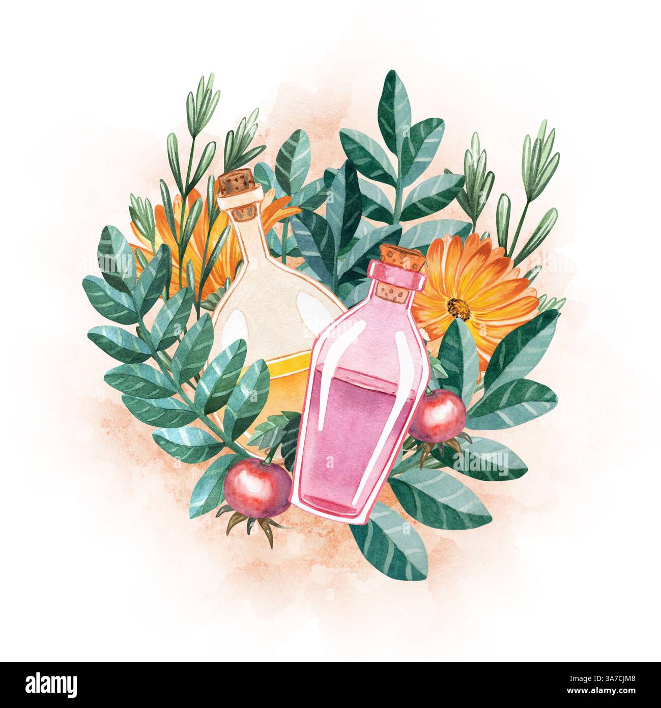 Herbology, flowers, rose, calendula, echinacea, rosemary, leaves ...