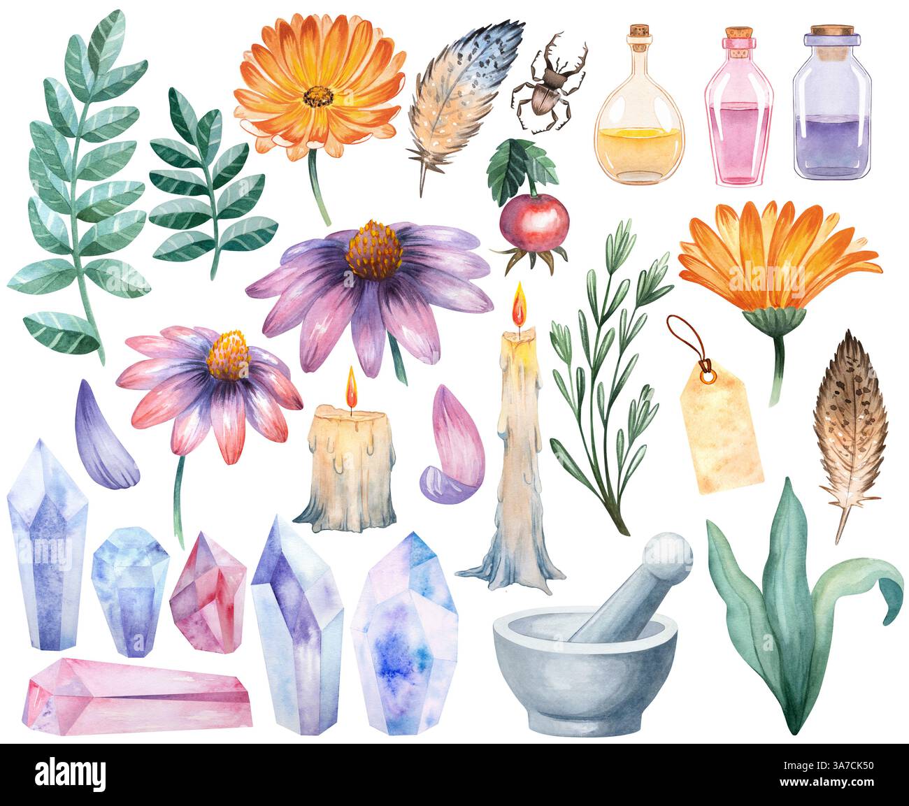 Herbology, flowers, rose, calendula, echinacea, rosemary, leaves ...