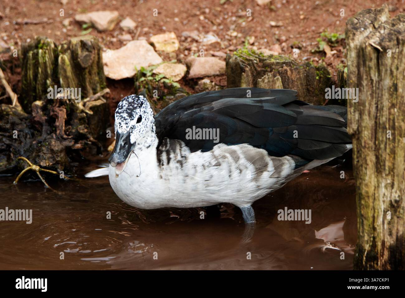 a single female knob-billed duck or African comb duck (Sarkidiornis ...
