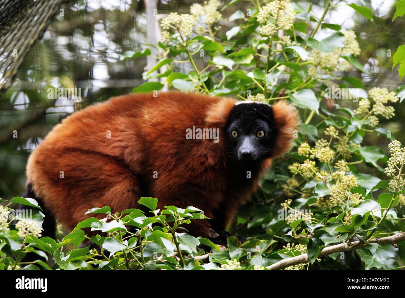 a single Red ruffed lemur (Varecia rubra) standing in Ivy with a ...