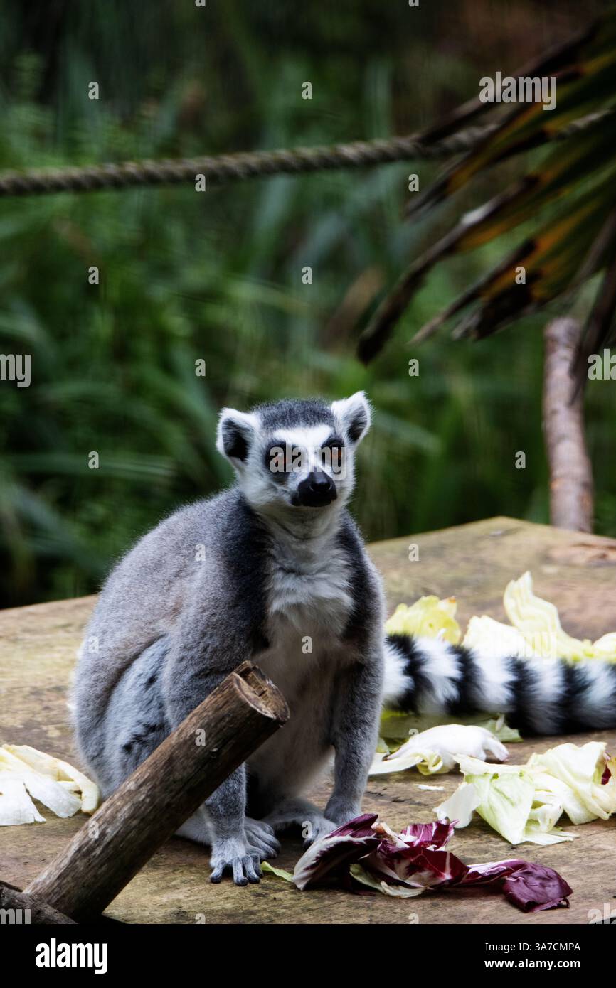 a single Ring-tailed lemur (Lemur catta) eating food Stock Photo - Alamy