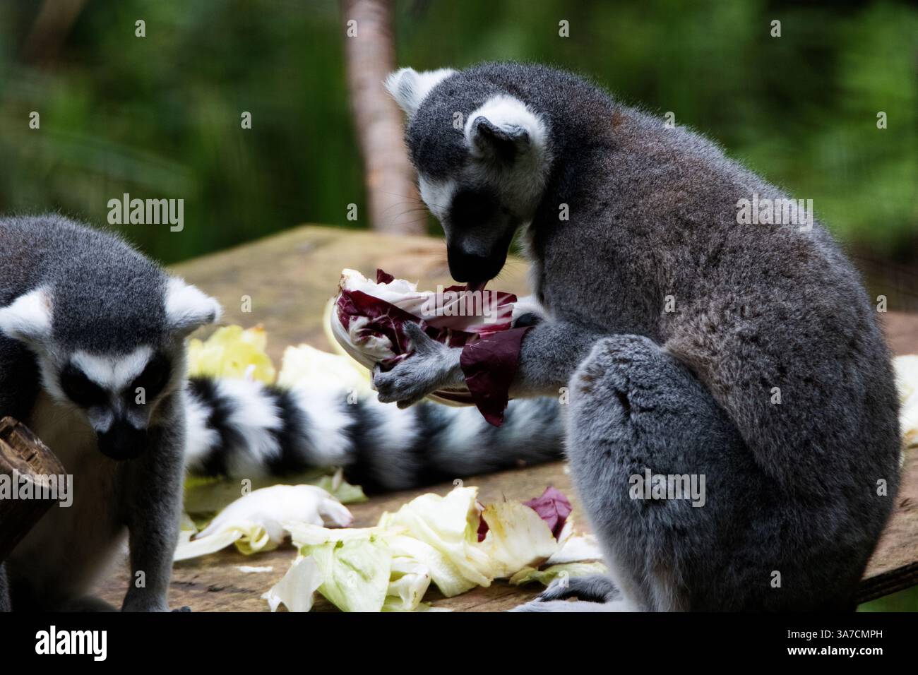 a single Ring-tailed lemur (Lemur catta) eating food Stock Photo - Alamy