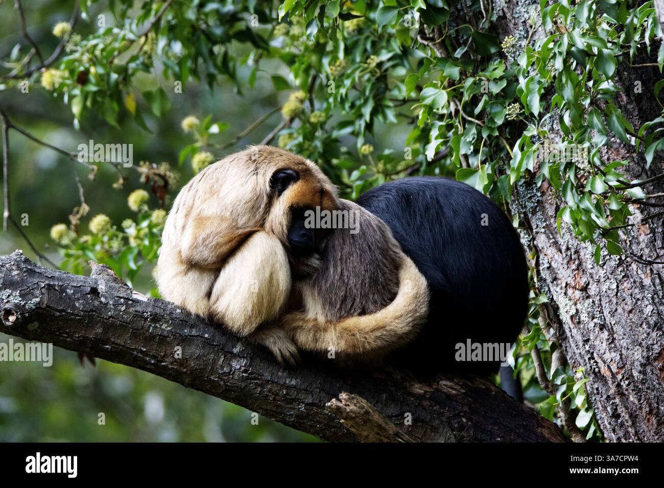 Black Howler Monkey (Alouatta caraya) family resting on a tree branch ...