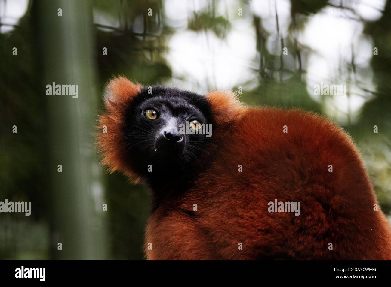 close up of a Red ruffed lemur (Varecia rubra) with a natural green ...