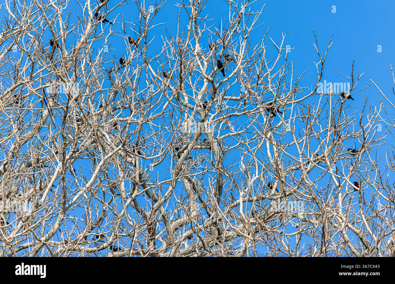group of black birds on a winter day in a tree with a brillant blue sky ...
