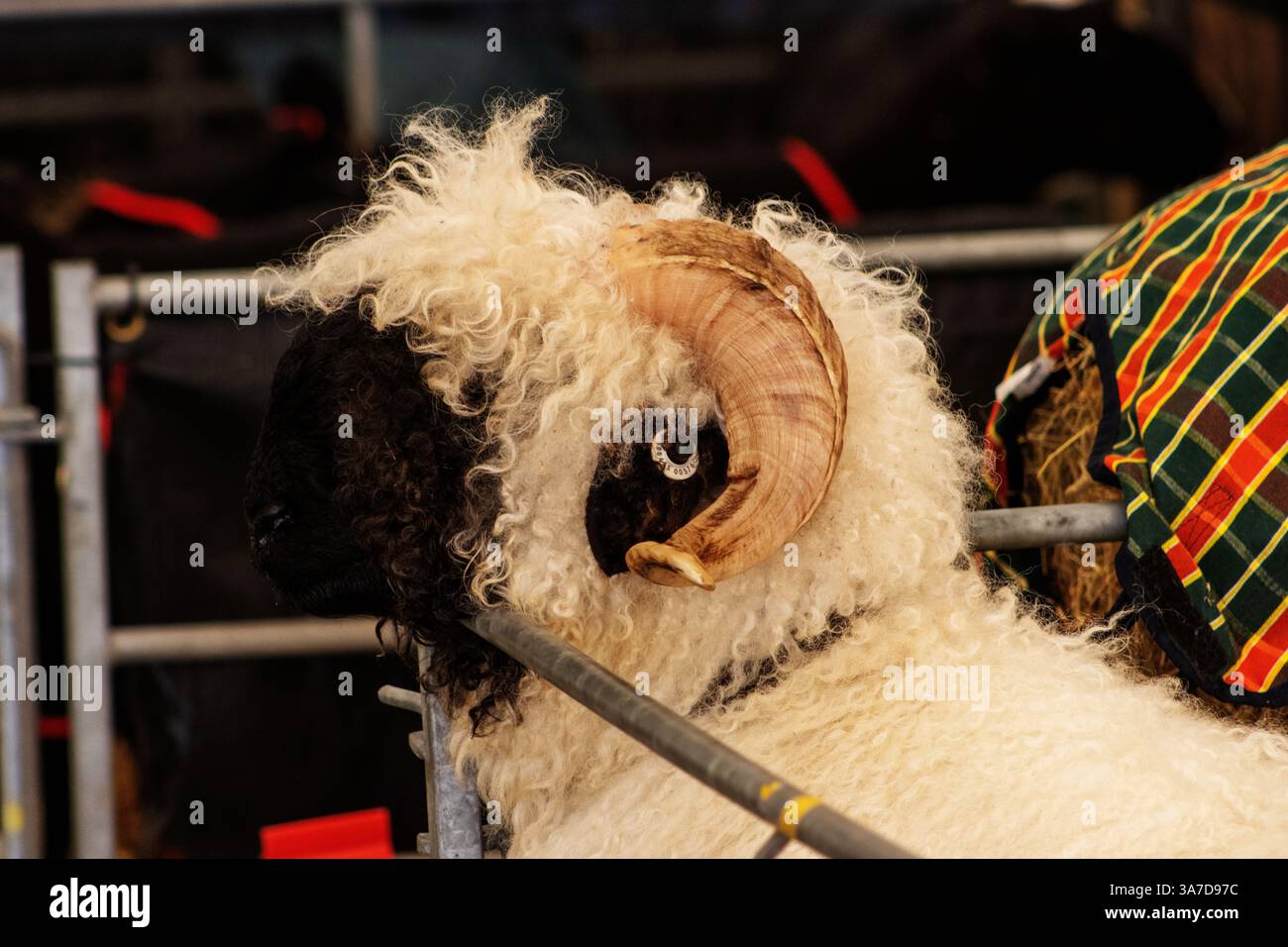 head of a Valais Black-Nosed sheep with horns and with metal farm gates ...