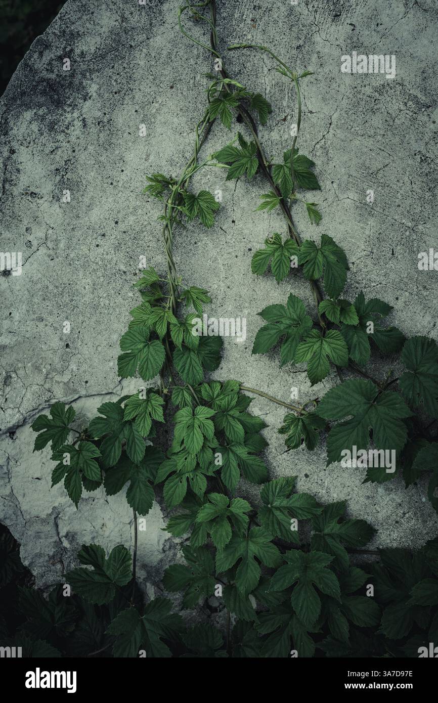 Vertical weaving of vine with leaves, wild grapes on gray stone Stock ...