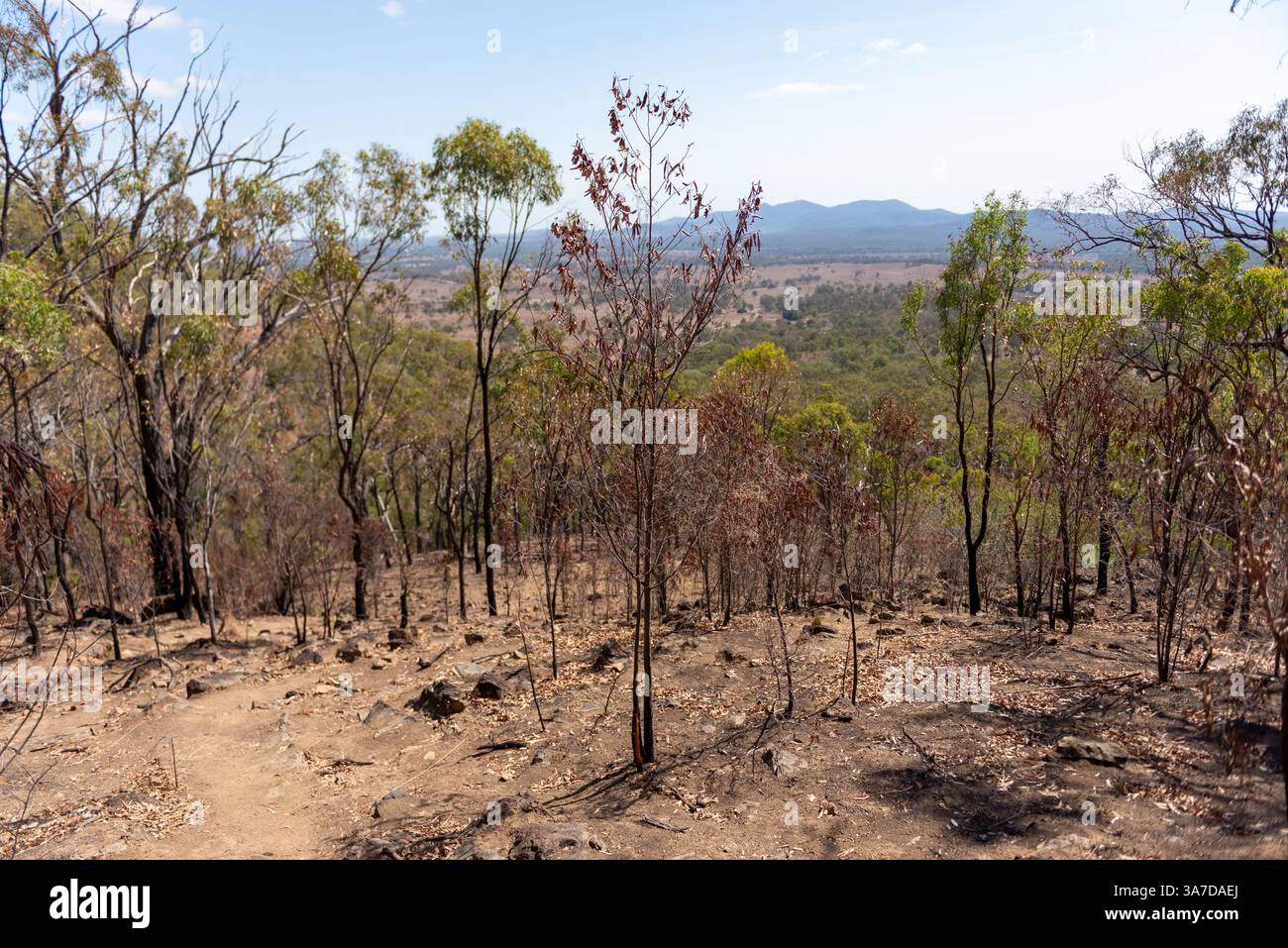 Mount Walsh, Mount Walsh National Park, Biggenden, Queensland ...