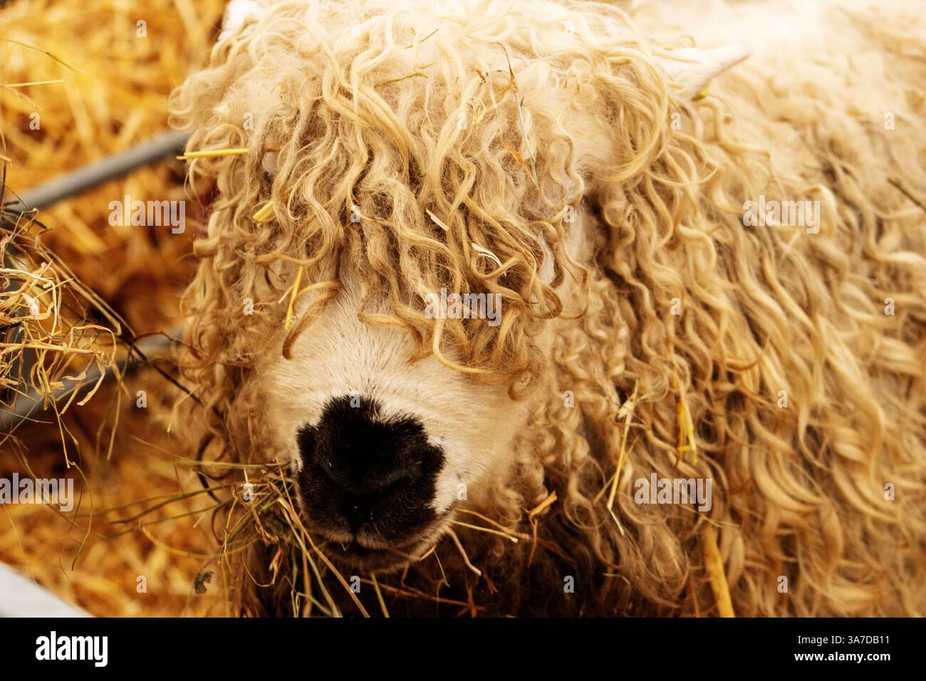 head of a Wensleydale sheep from the Yorkshire Dales with metal farm ...