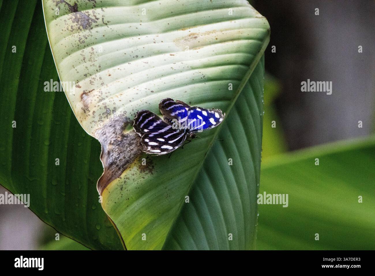 Mexican Bluewing Butterfly (Myscelia ethusa) resting on a green ...