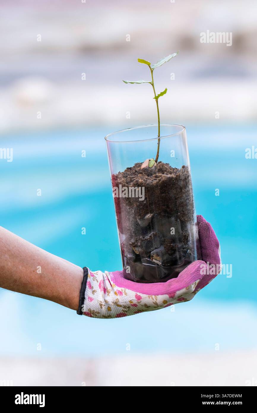 Gardener showing a small holly oak sprout growing in a transparent ...