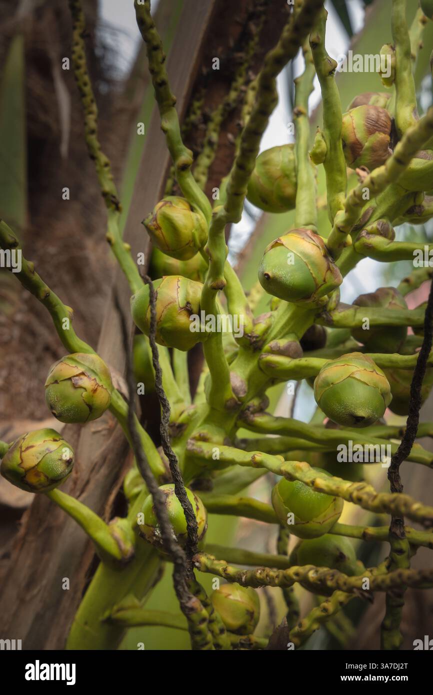 Cluster of young undeveloped coconut fruits growing on a palm tree in a ...