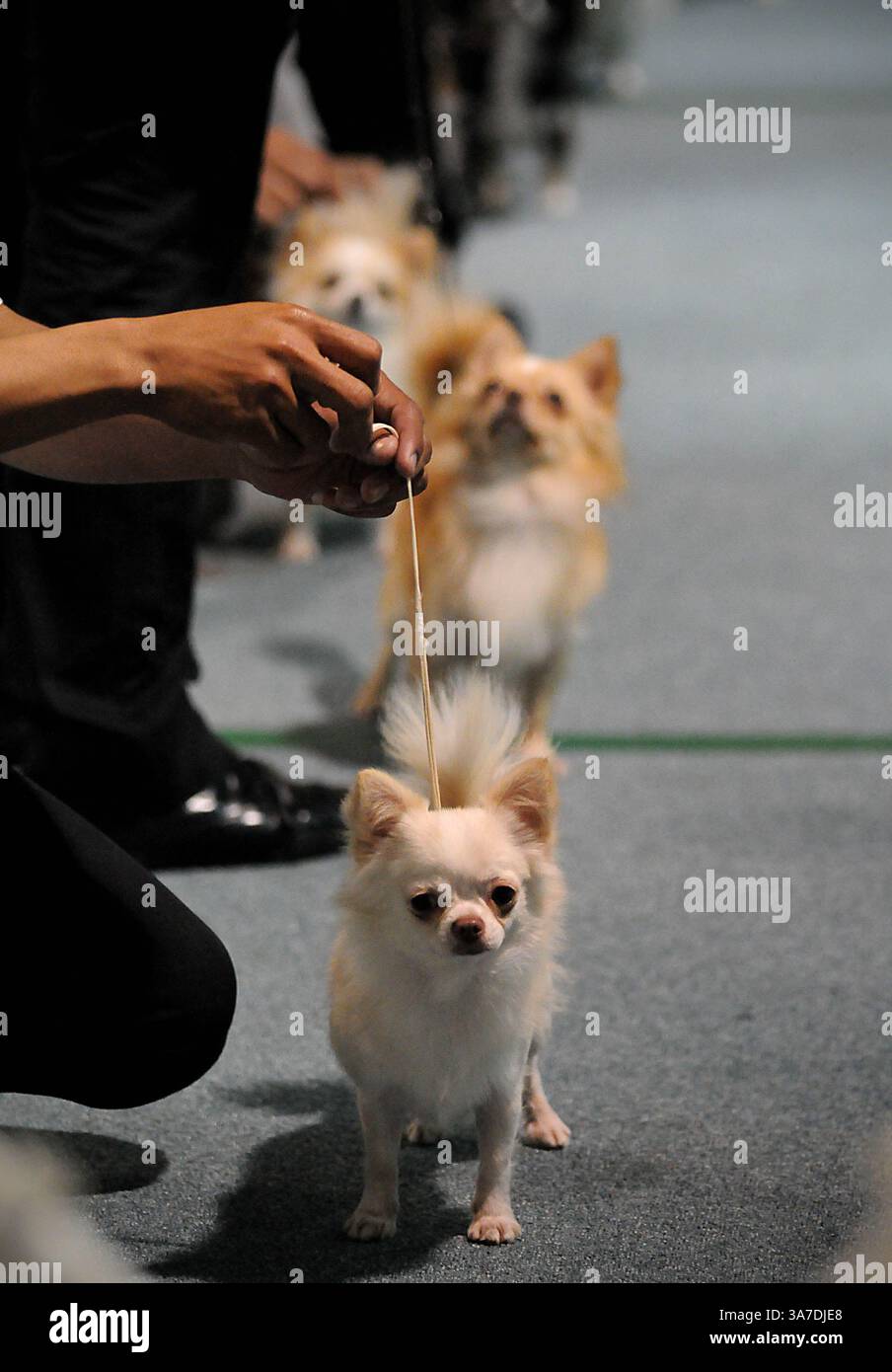 Feb. 22, 2013 - Manila, Philippines - Chihuahua dogs compete during the ...