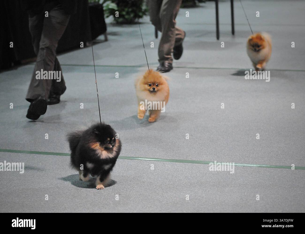 Feb. 22, 2013 - Manila, Philippines - Pomeranian dogs compete during ...