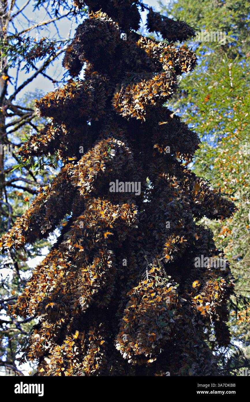Monarch butterfly on tree trunk hi-res stock photography and images - Alamy