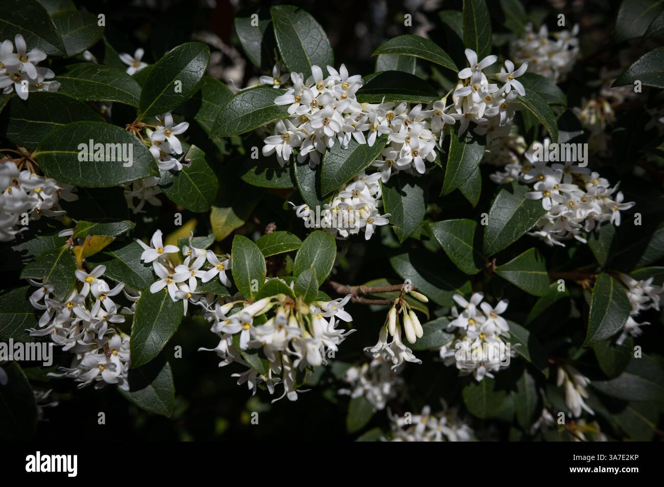 Weißblühender Strauch mit Biene im Frühling , Deutschland, Rheinland ...