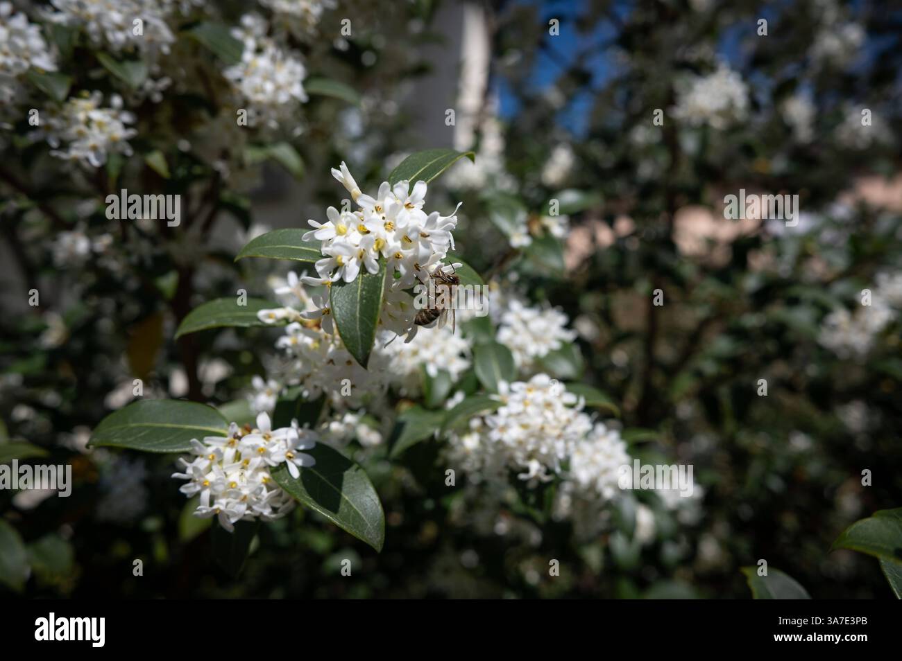 Weißblühender Strauch mit Biene im Frühling , Deutschland, Rheinland ...