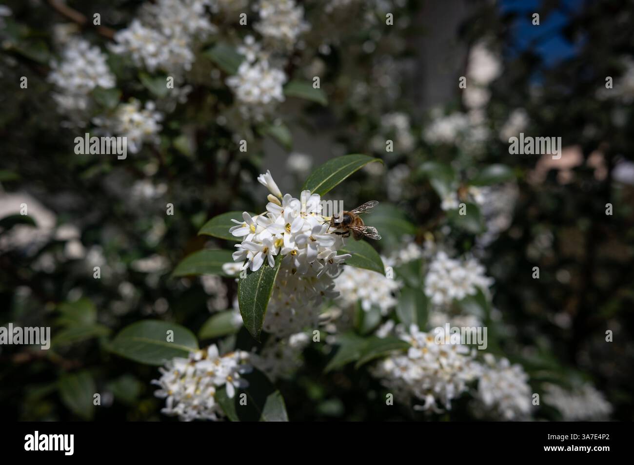 Weißblühender Strauch mit Biene im Frühling , Deutschland, Rheinland ...