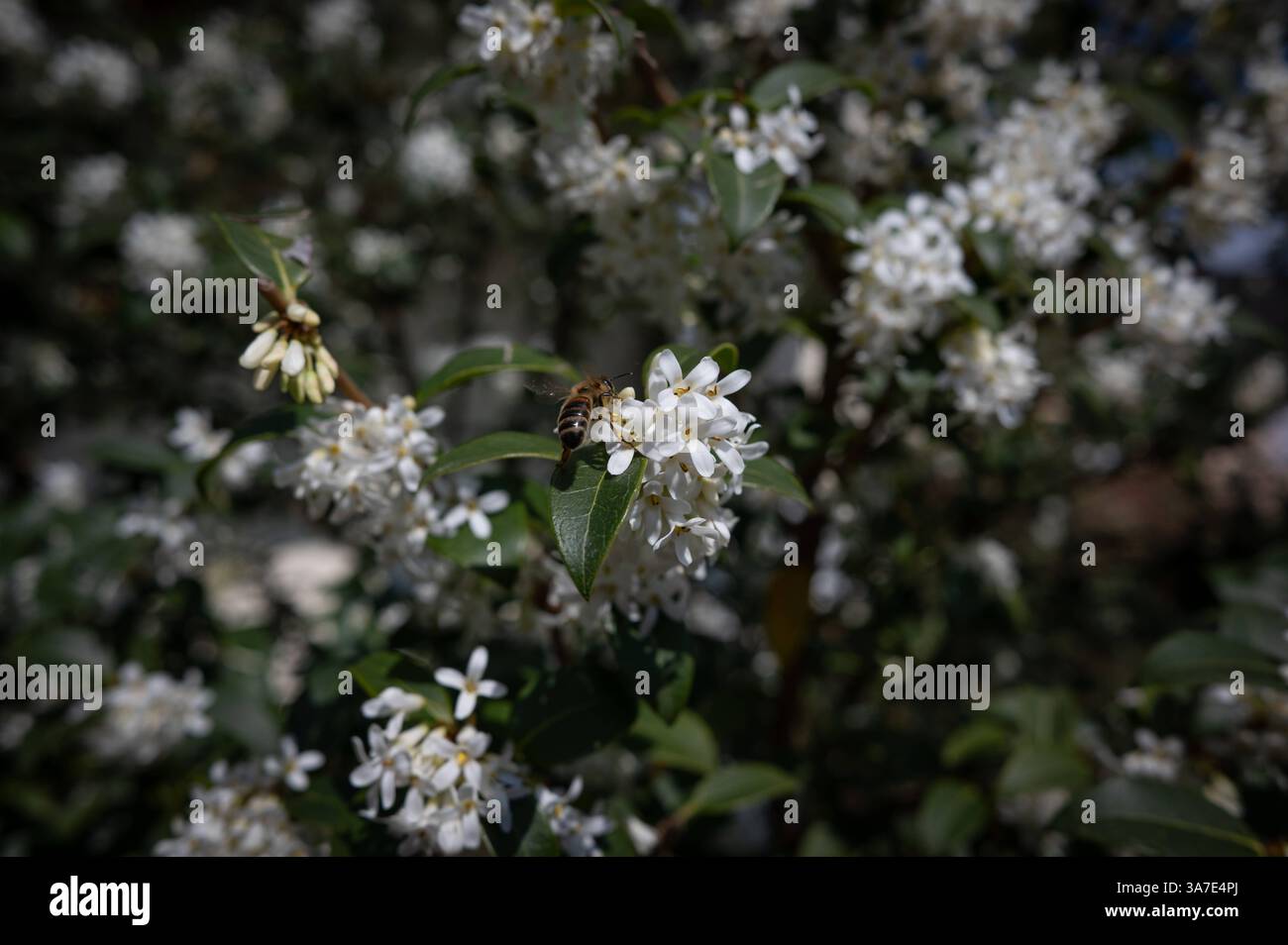 Weißblühender Strauch mit Biene im Frühling , Deutschland, Rheinland ...
