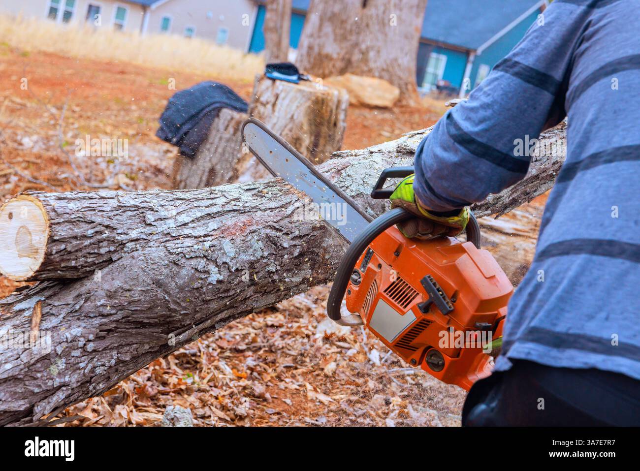 Contractor uses chainsaw to cut through large fallen tree trunk in ...