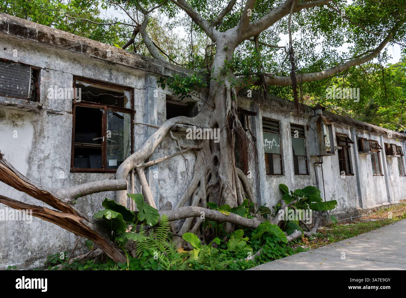 Tree growing through an abandoned building in Hong Kong Stock Photo - Alamy
