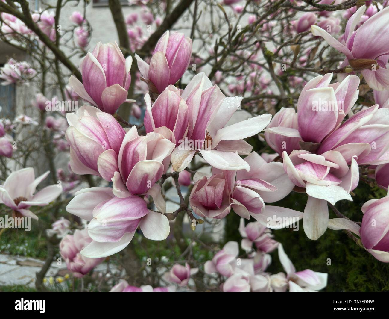 Magnolienblüte in voller Pracht , Deutschland, 26.03.2025, Rheinland ...