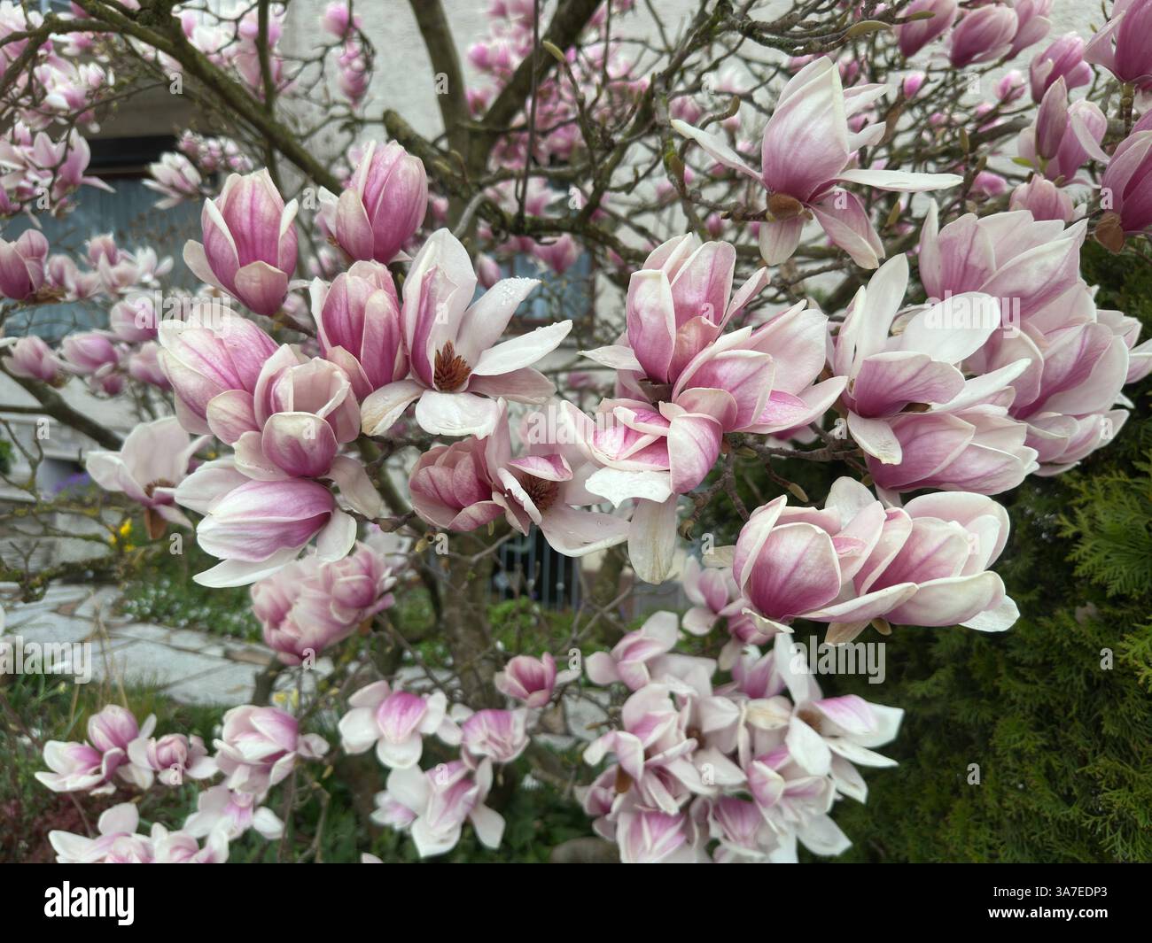 Magnolienblüte in voller Pracht , Deutschland, 26.03.2025, Rheinland ...