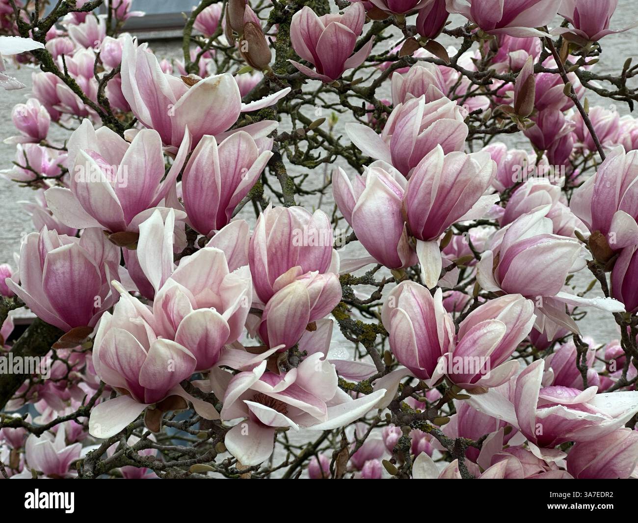 Magnolienblüte in voller Pracht , Deutschland, 26.03.2025, Rheinland ...