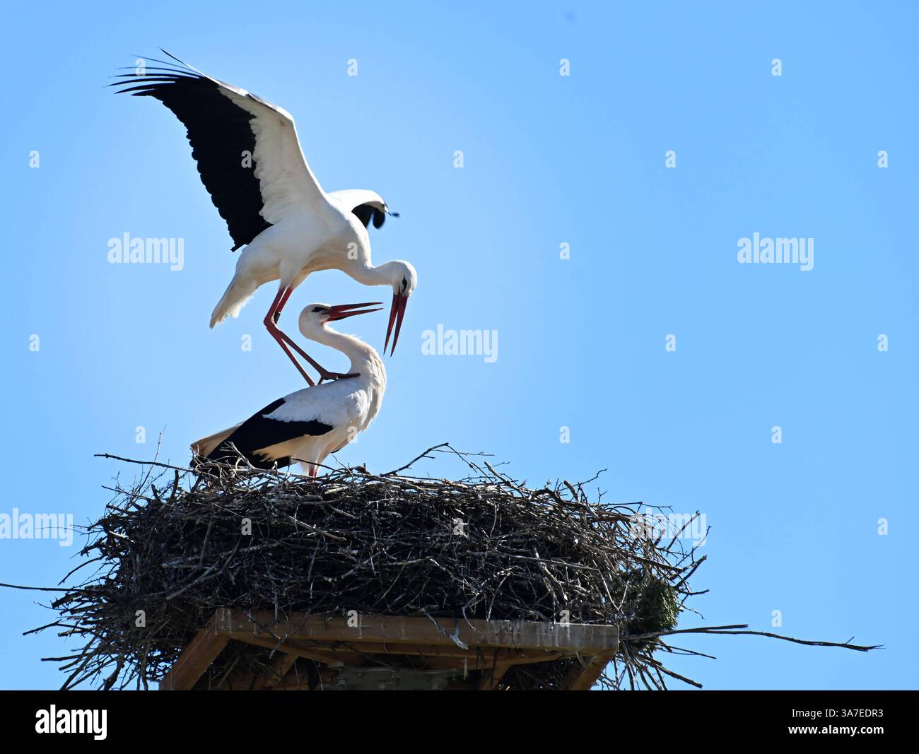 Natur - Tiere - Voegel - Stoerche Weiss-Storch - Ciconia ciconia ...