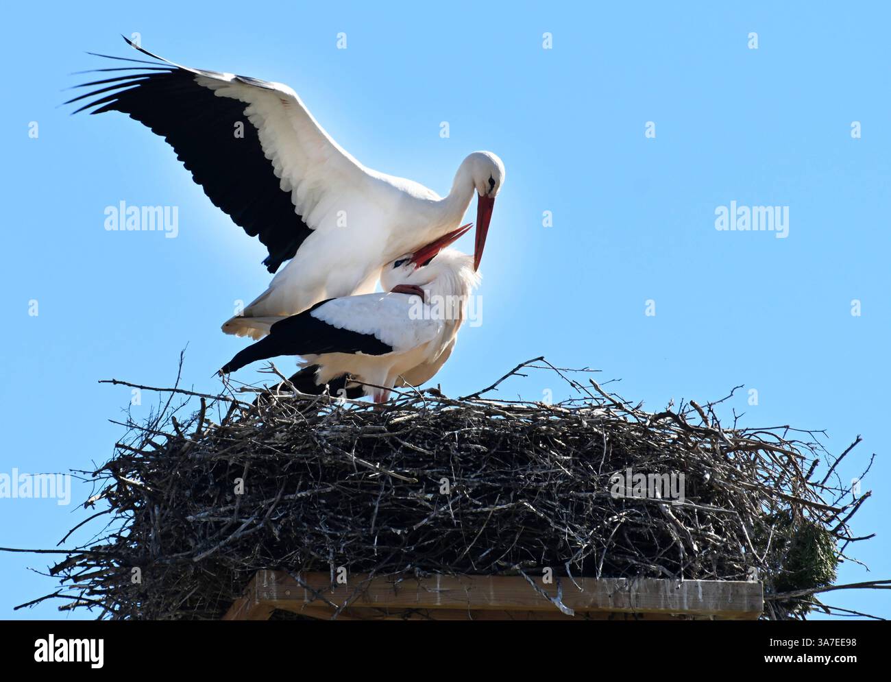 Natur - Tiere - Voegel - Stoerche Weiss-Storch - Ciconia ciconia ...