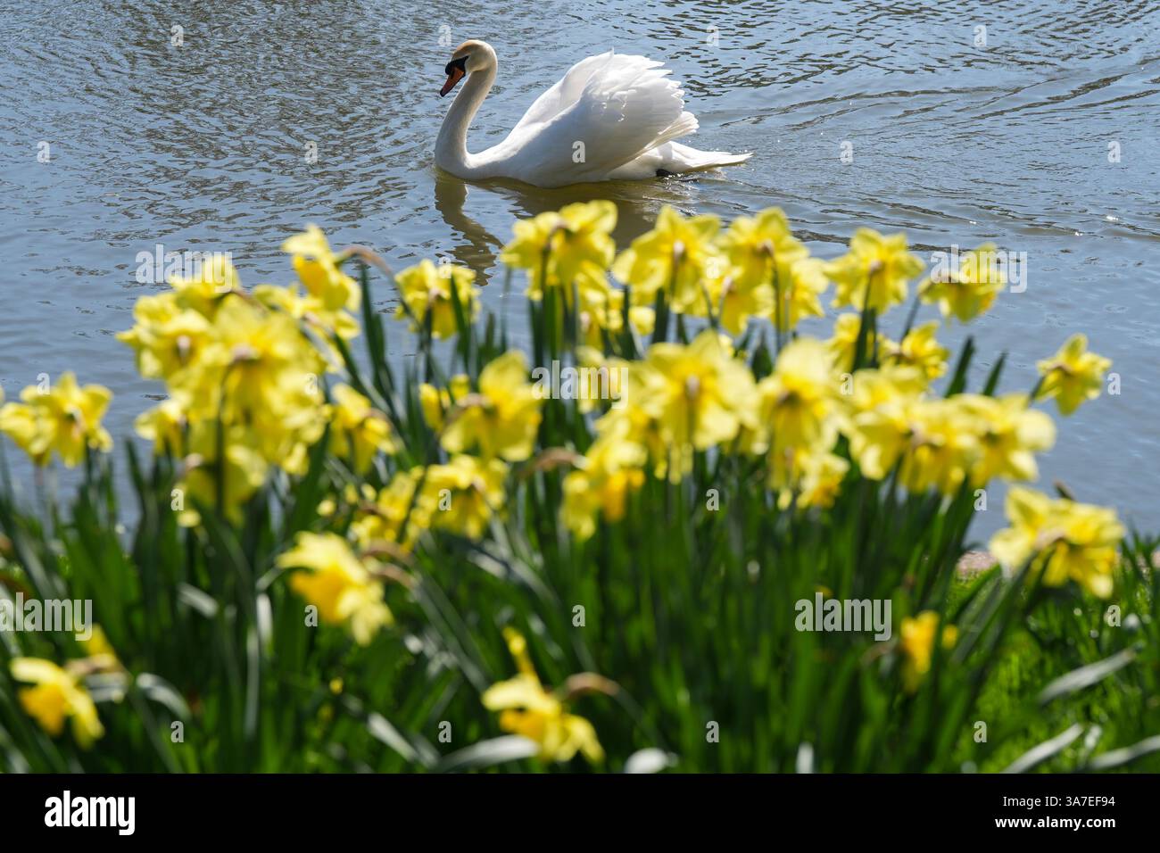 A swan on the river Avon passes by daffodils in St Nicholas' Park ...