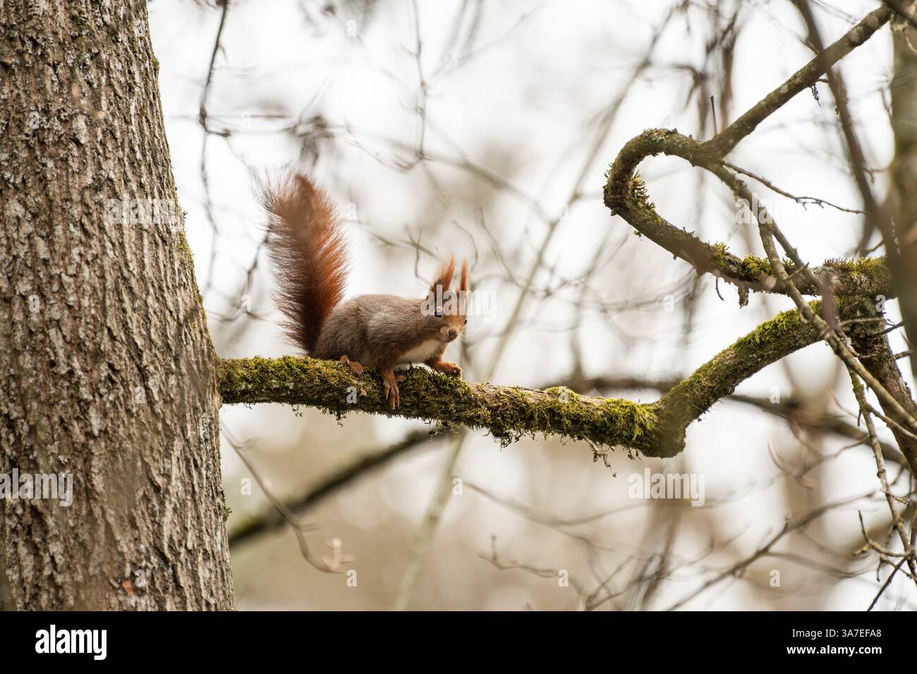 Donaueschingen, Germany. 27th Mar, 2025. A squirrel holds on to a ...