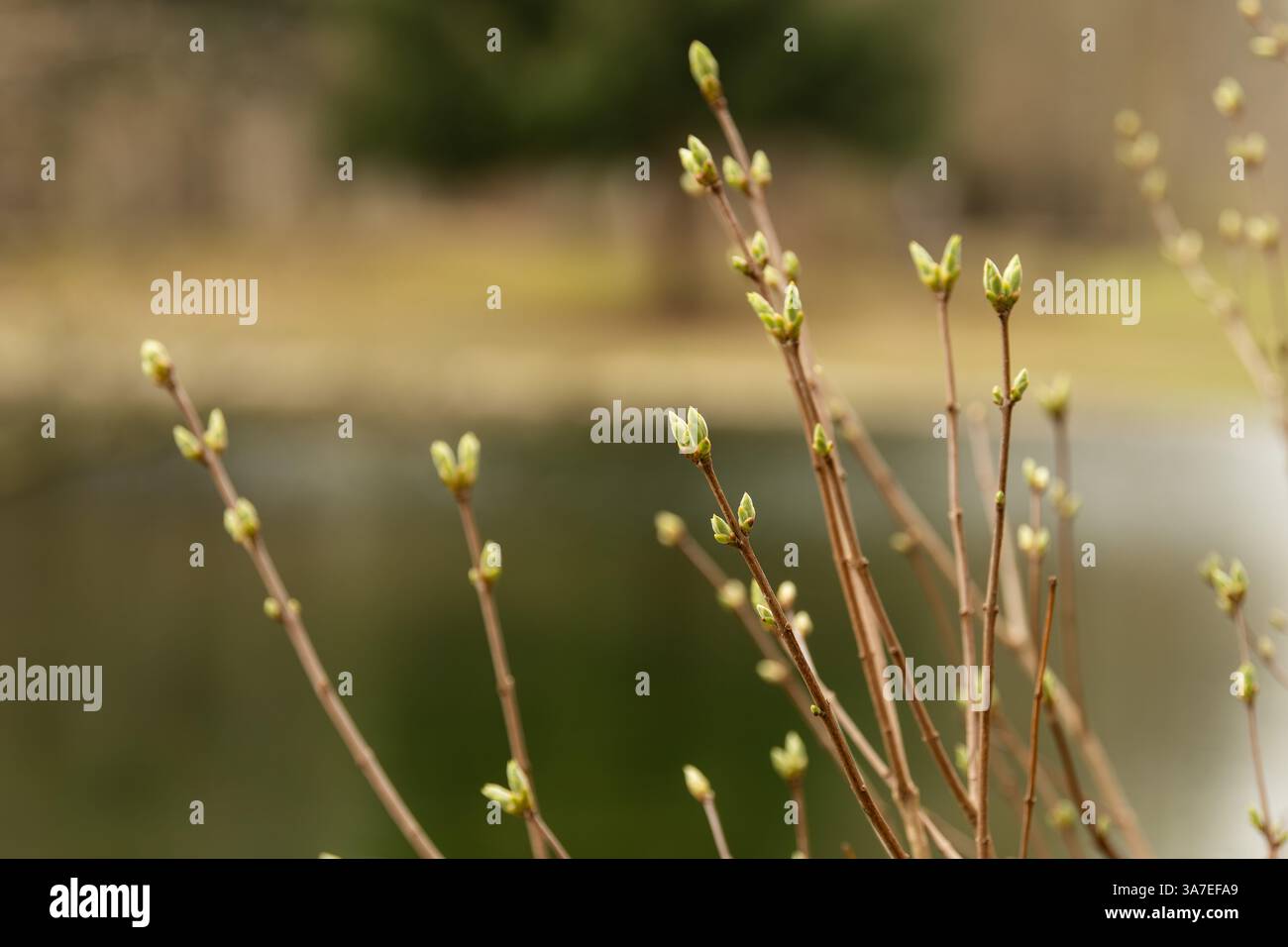 27 March 2025, Baden-Württemberg, Donaueschingen: Buds can be seen on a ...