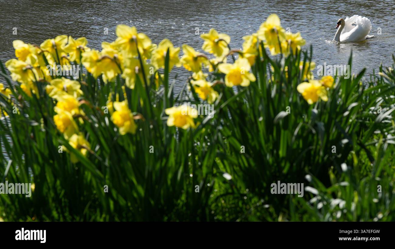 A swan on the river Avon passes by daffodils in St Nicholas' Park ...