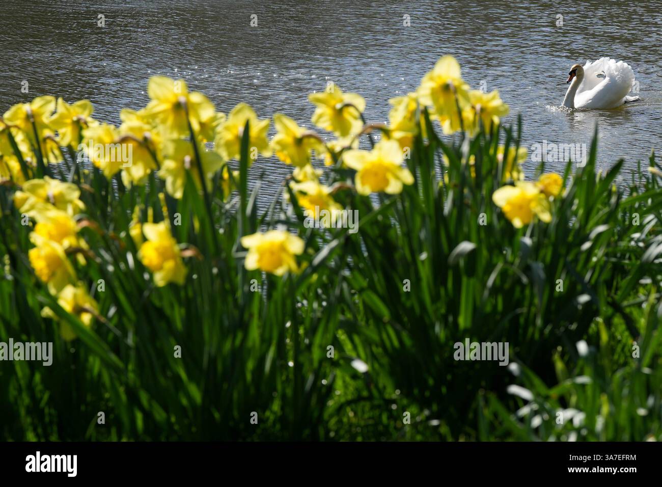 A swan on the river Avon passes by daffodils in St Nicholas' Park ...