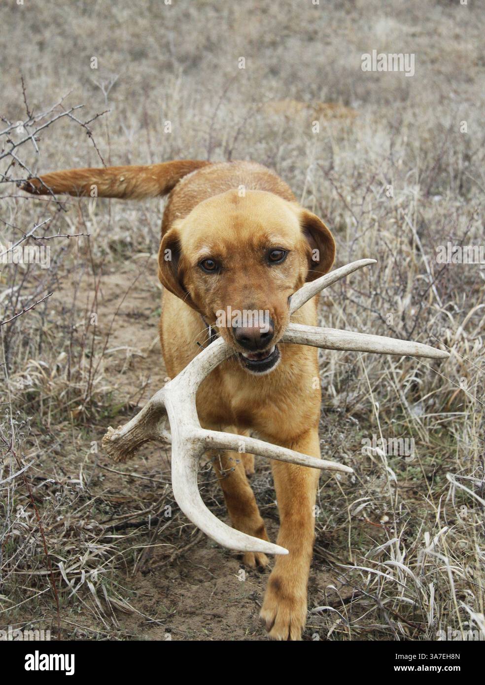 Winnie by the shed hi-res stock photography and images - Alamy