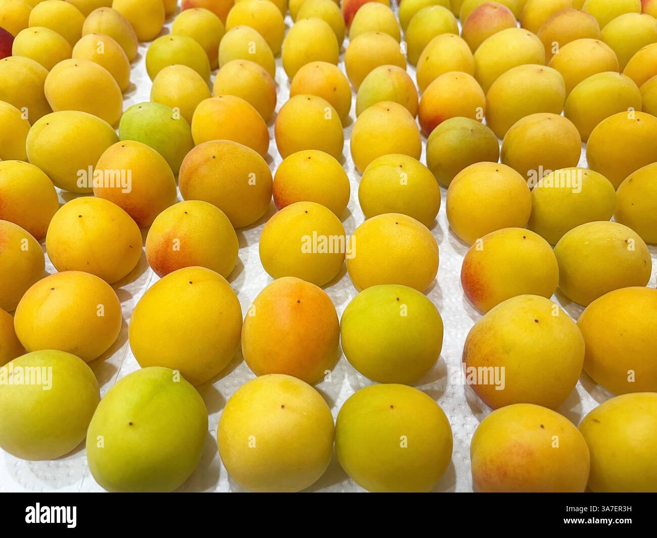 Yellow and green Japanese ume plums lined up after washing them in ...