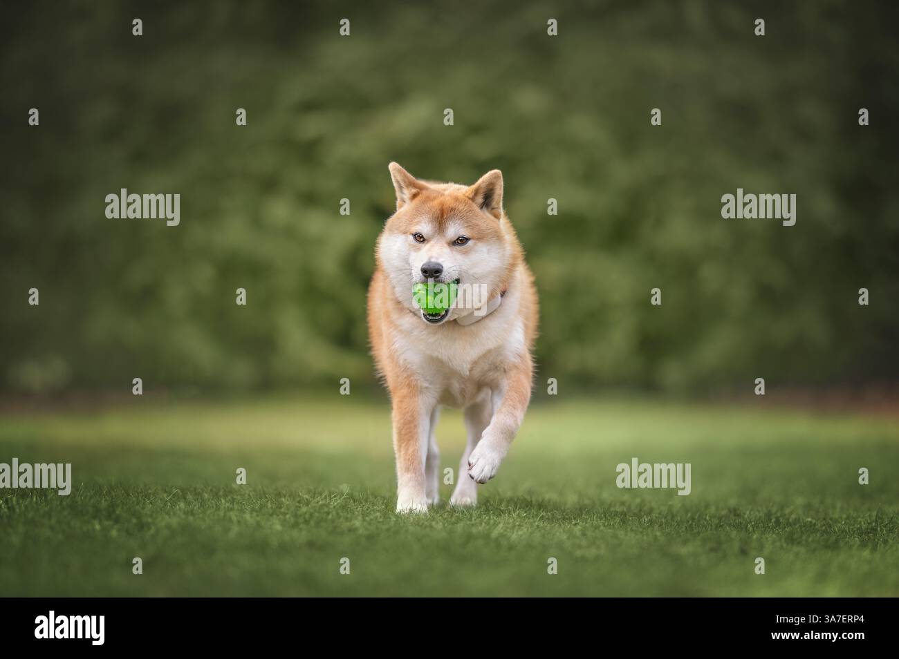 Shiba inu dog is running with small ball in its mouth on the grass lawn ...