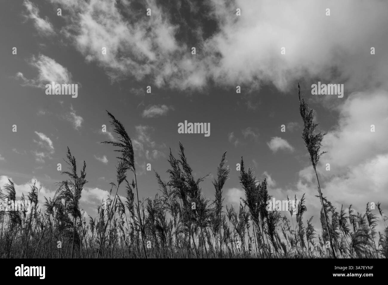 Common Reed (Phragmites australis) against a blue sky. Newport Wetlands ...