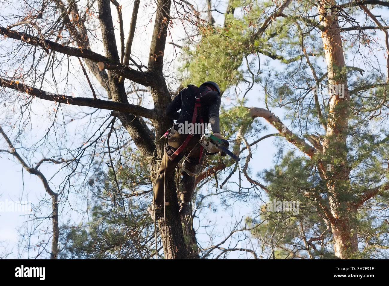 Man saws sawing tree hi-res stock photography and images - Alamy