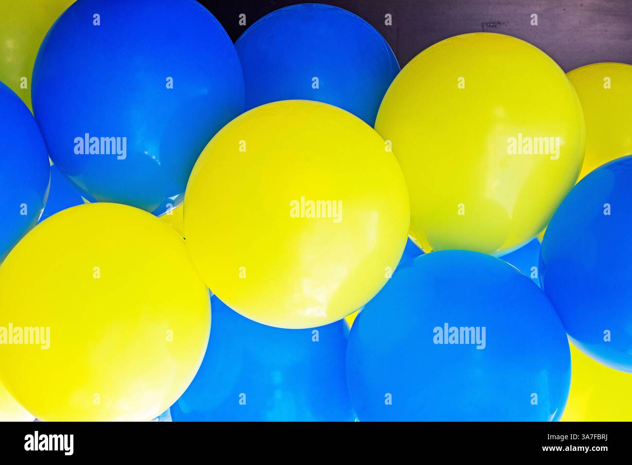 background of inflatable blue and yellow balloons. Traditional colors ...