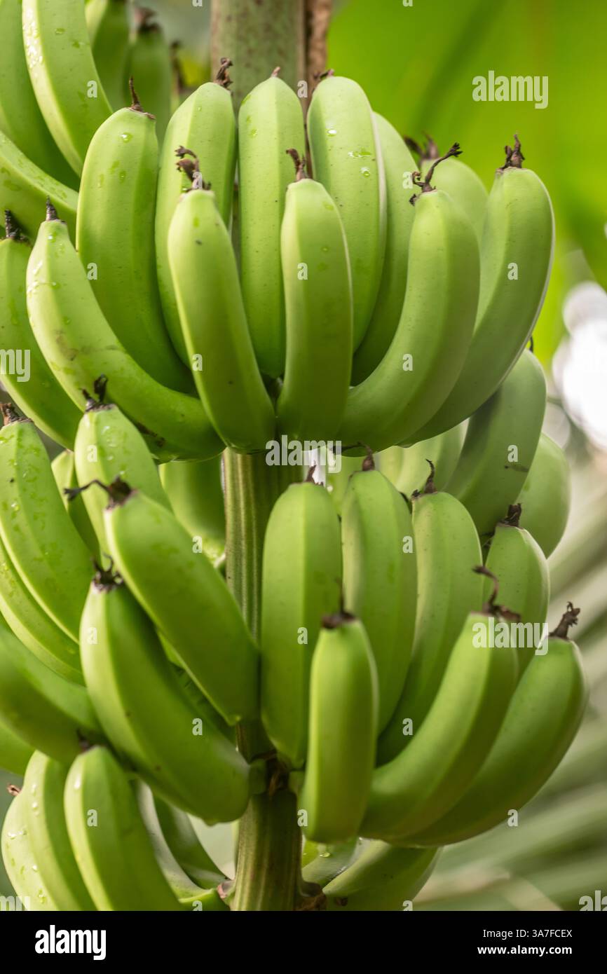 Banana plant 'Musa Ice Cream', Kew Gardens, London, UK Stock Photo - Alamy
